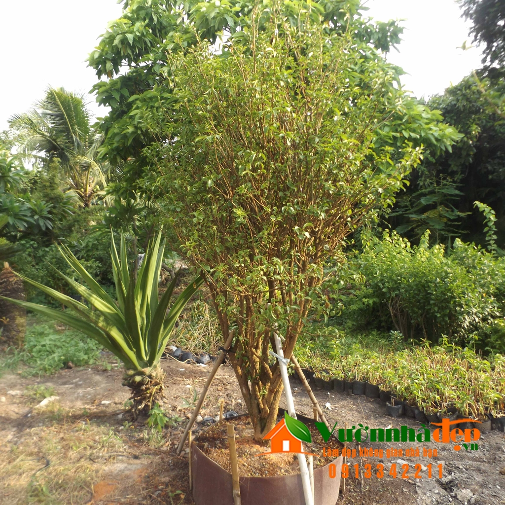 Lài 2 màu, lài nhật đẹp | Vườn Nhà Đẹp