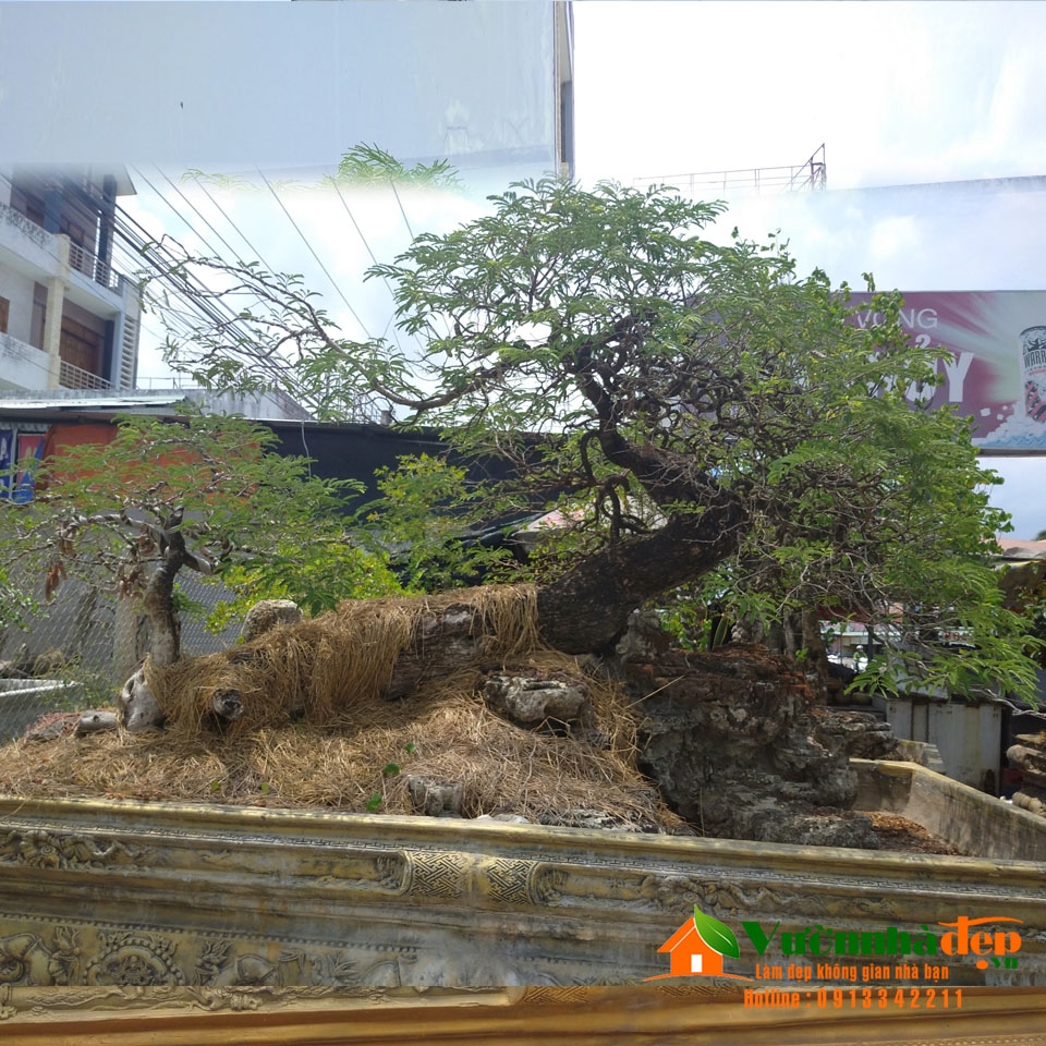 Cây me bonsai | Vườn Nhà Đẹp