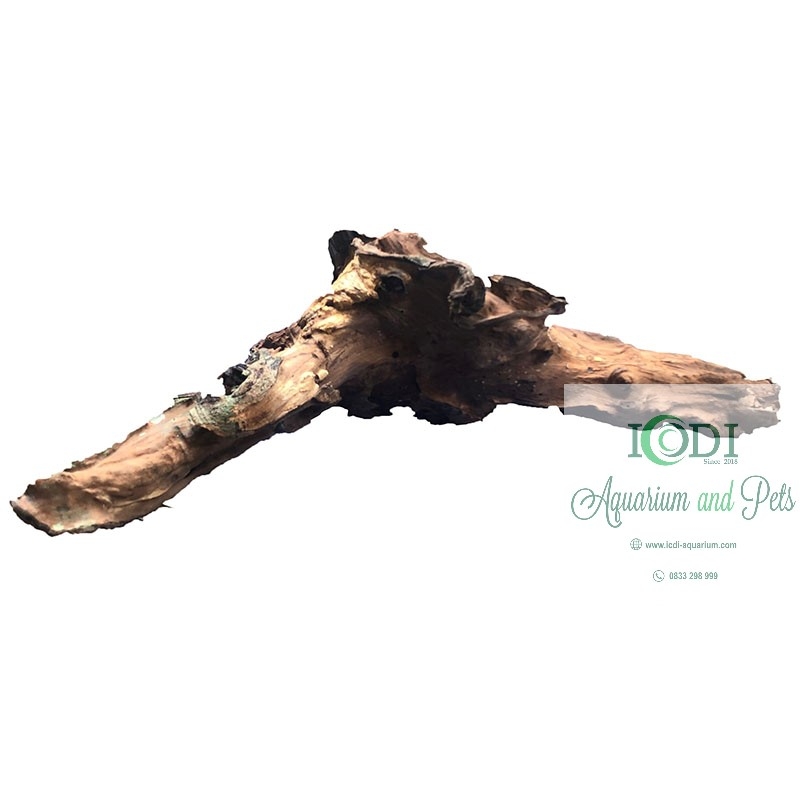 Lũa Thuỷ Sinh Sam Thép ICDI Aquarium and Pets
