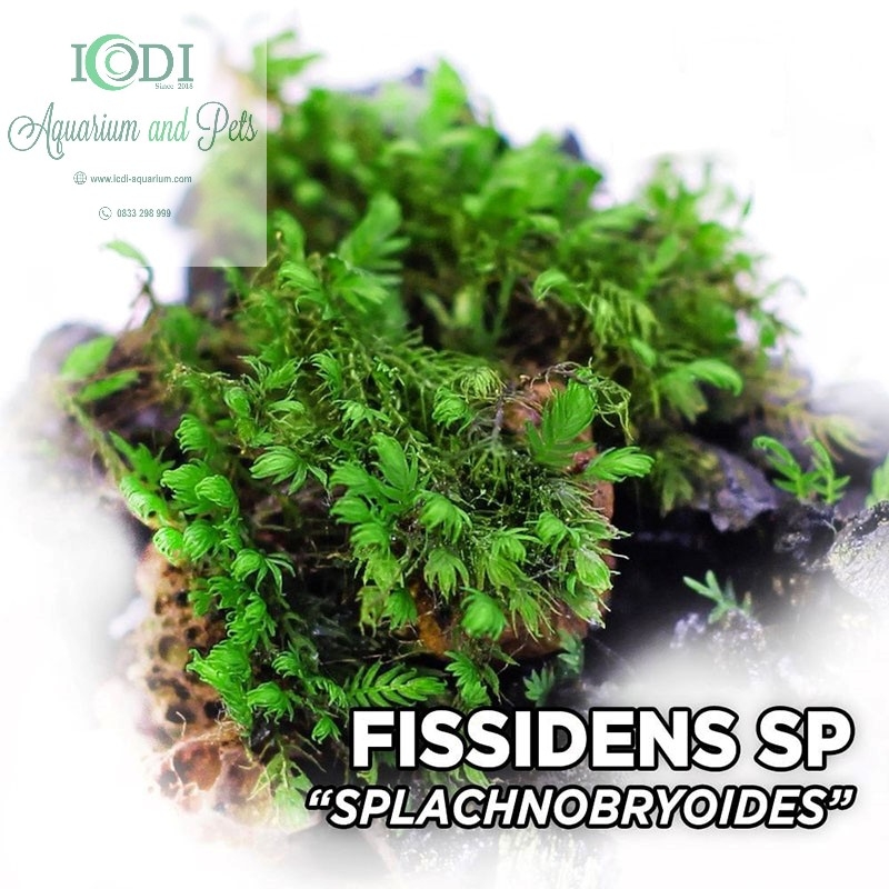 Rêu Minifiss Thuỷ Sinh ICDI Aquarium and Pets