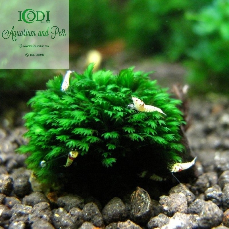 Rêu Minifiss Thuỷ Sinh ICDI Aquarium and Pets