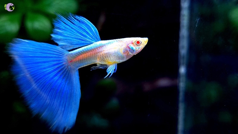 Cá Bảy Màu Blue Topaz | Thủy Sinh Tím