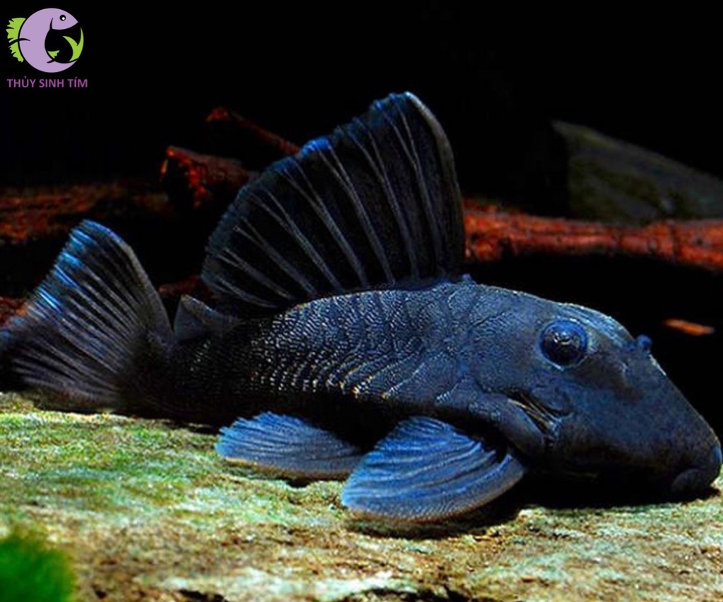 Cá L239 Blue Panaque Pleco (size 4 - 6) | Thủy Sinh Tím