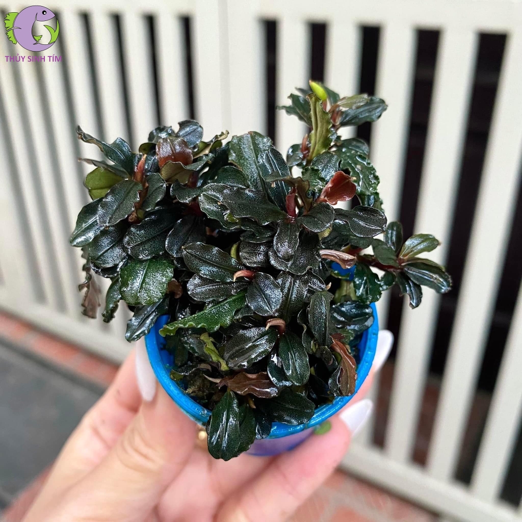 Bucep Phantom | Thủy Sinh Tím