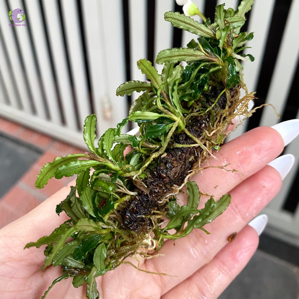 Bucep Thanh TM | Thủy Sinh Tím