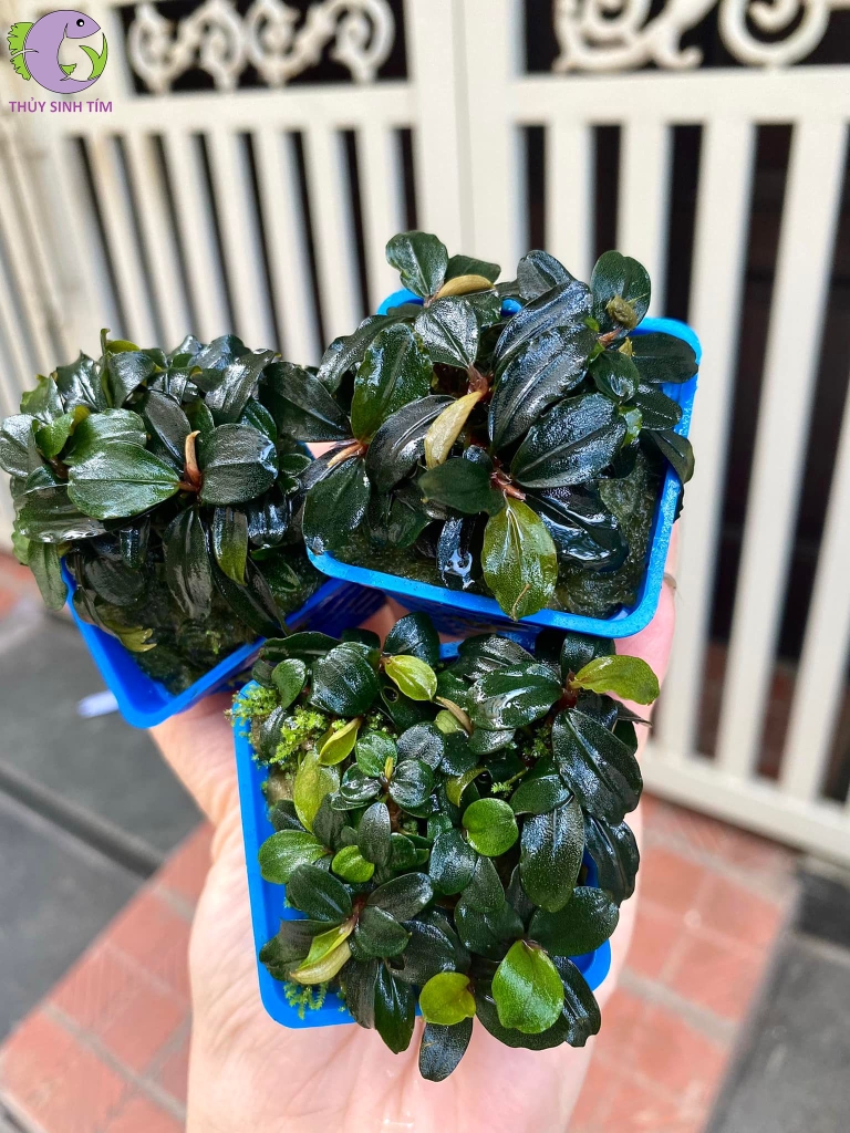 Bucep Lá Tím | Thủy Sinh Tím