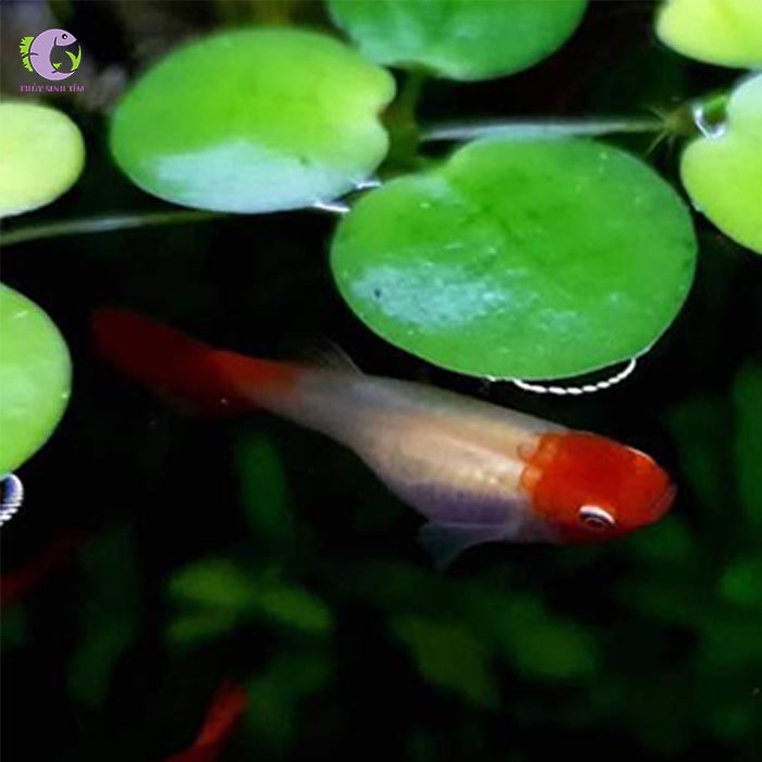 Cá Bảy Màu Koi Red Ear | Thủy Sinh Tím