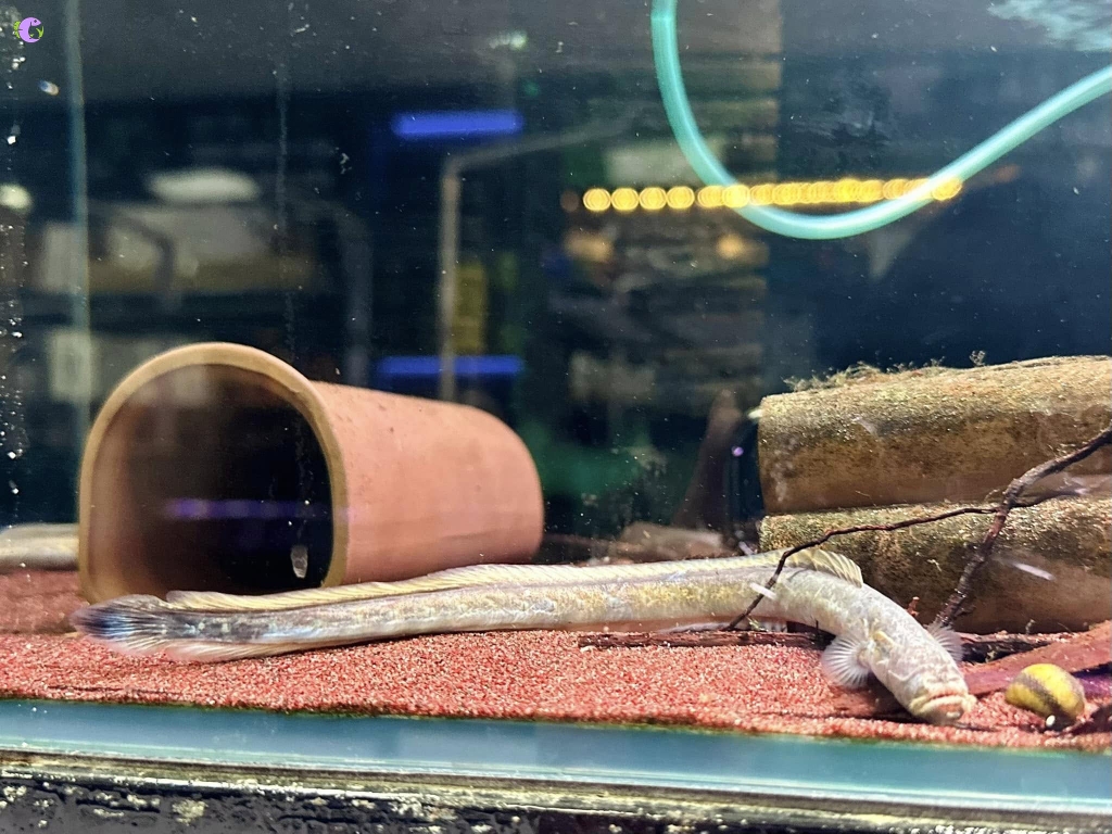 Cá Bống Rễ Cau Eel Worm Goby (Taenioides Gracilis ) | Thủy Sinh Tím