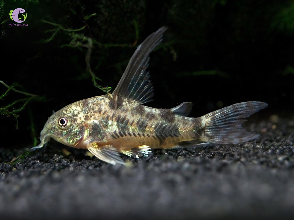 Chuột Muối Tiêu Vây Cao | Thủy Sinh Tím