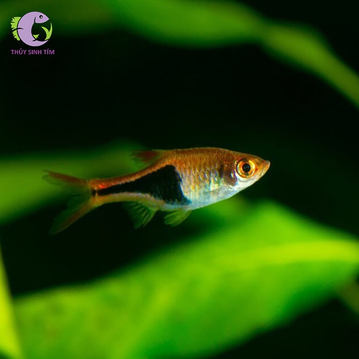 Cá Tam Giác Vua - Nhỡ | Thủy Sinh Tím