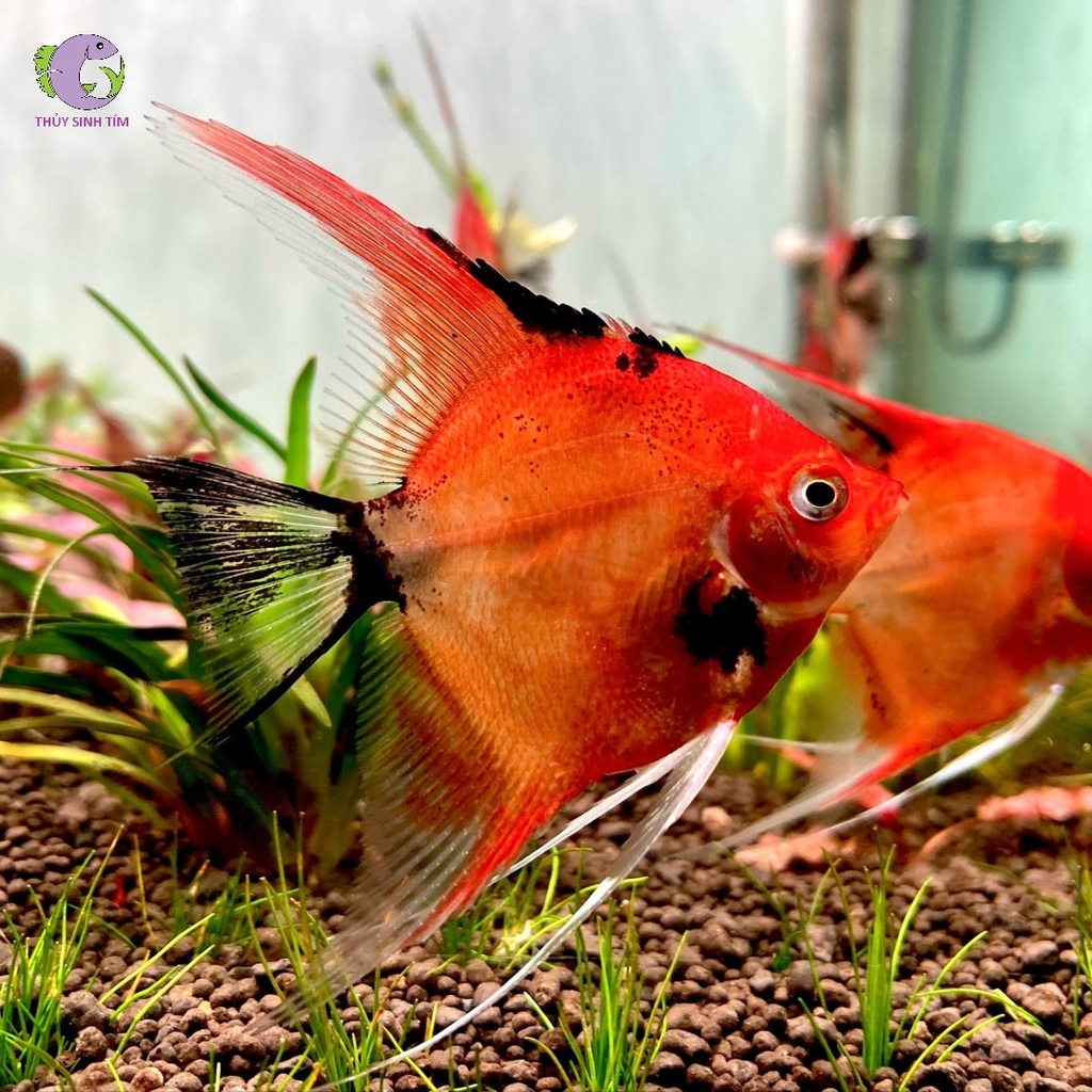 Cá Thần Tiên Red Devil - Hạng S+ | Thủy Sinh Tím