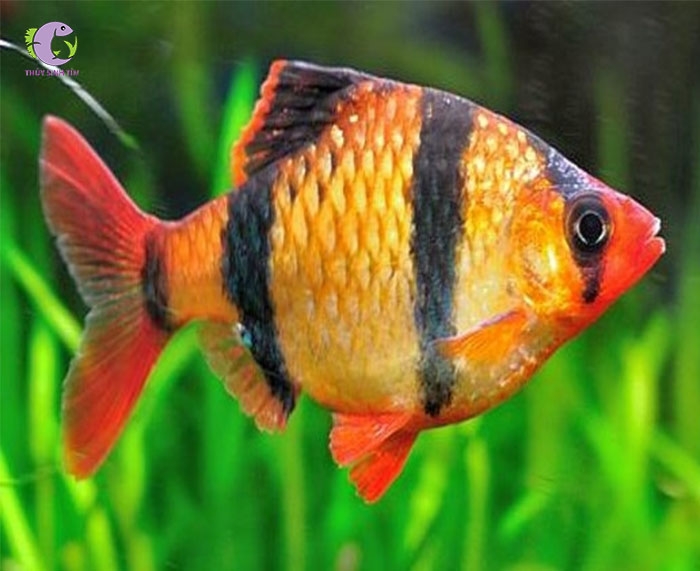 Cá Xecan Tiger Short | Thủy Sinh Tím