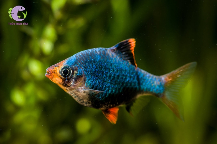 Cá Xecan Xanh | Thủy Sinh Tím
