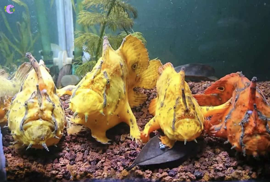 Freshwater Frogfish (Antennarius Biocellatus) | Thủy Sinh Tím