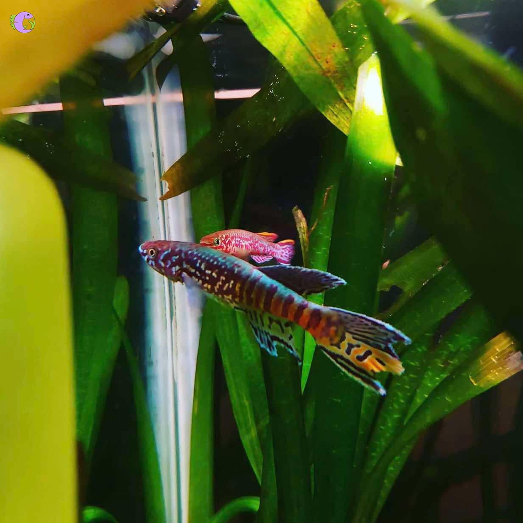 Cá Killi Blue Gularis | Thủy Sinh Tím