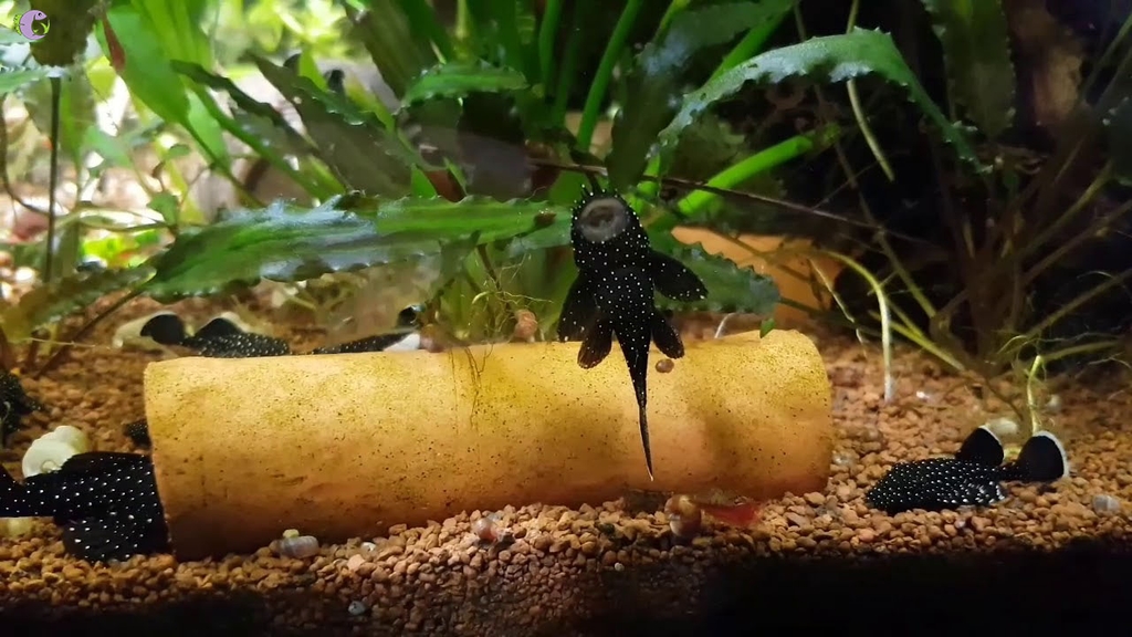 Cá L183 Starlight Pleco | Thủy Sinh Tím