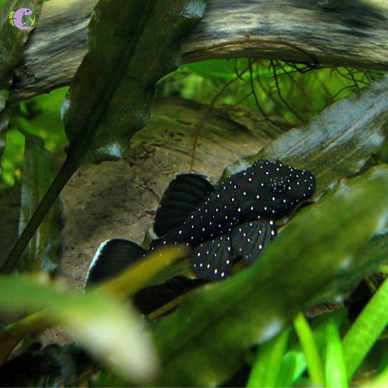 Cá L183 Starlight Pleco | Thủy Sinh Tím