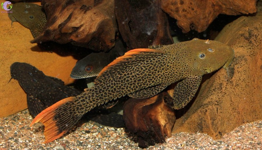 Cá L600 - Leopard Cactus Pleco (size 3) | Thủy Sinh Tím