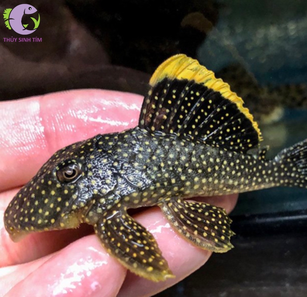 L81 Fine Spot Gold Nugget Pleco (Size 6 8) | Thủy Sinh Tím