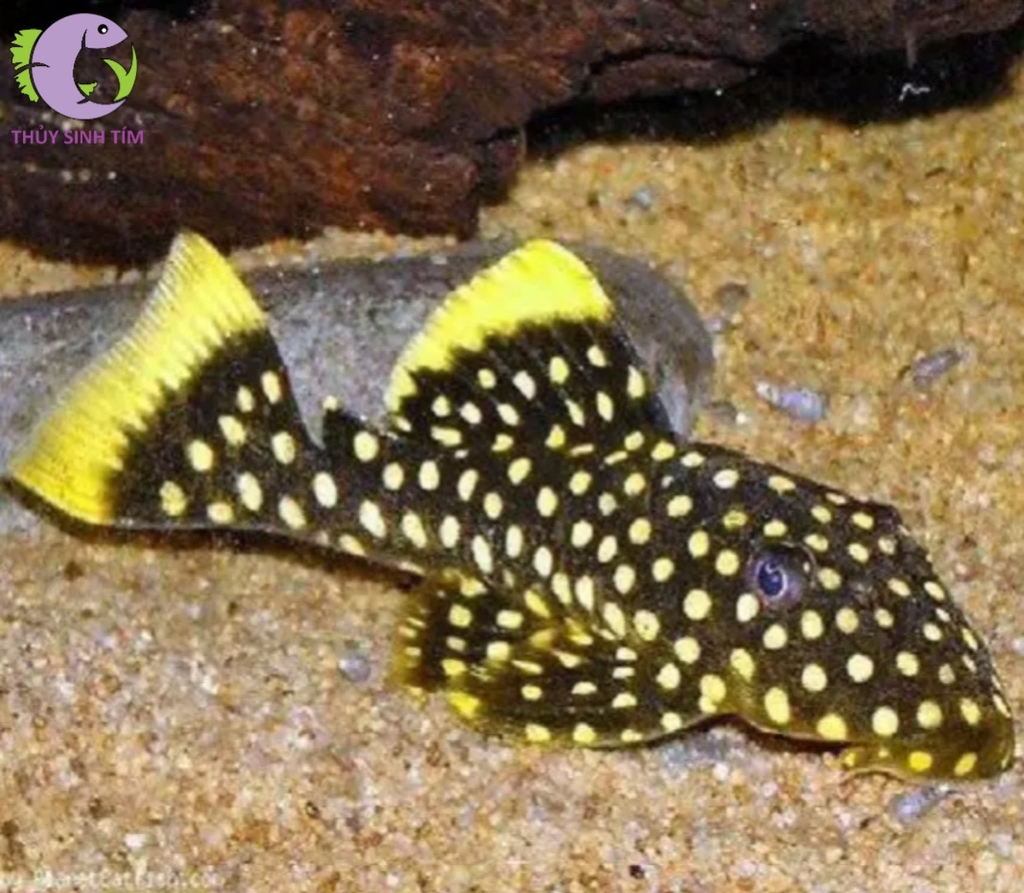 L81 Fine Spot Gold Nugget Pleco (Size 6 8) | Thủy Sinh Tím