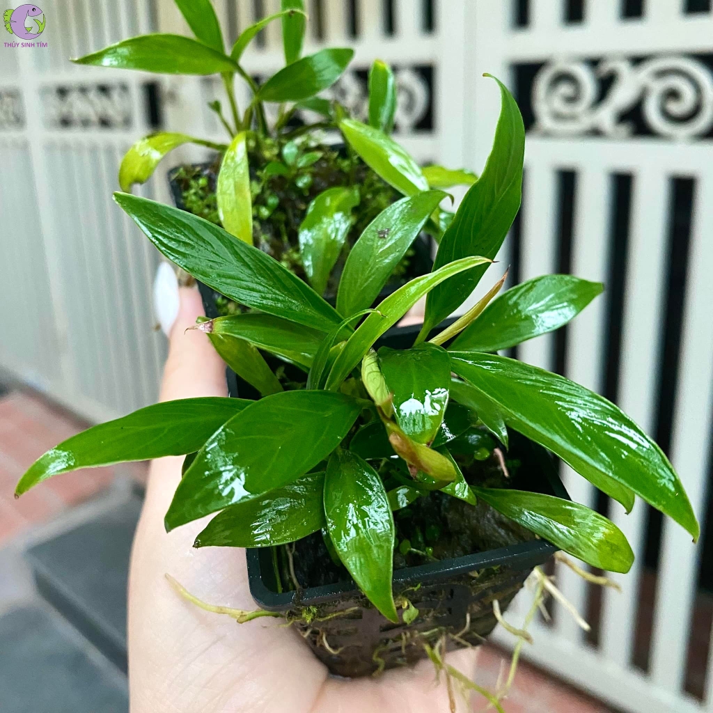 Ráy Lá Dài Mini | Thủy Sinh Tím