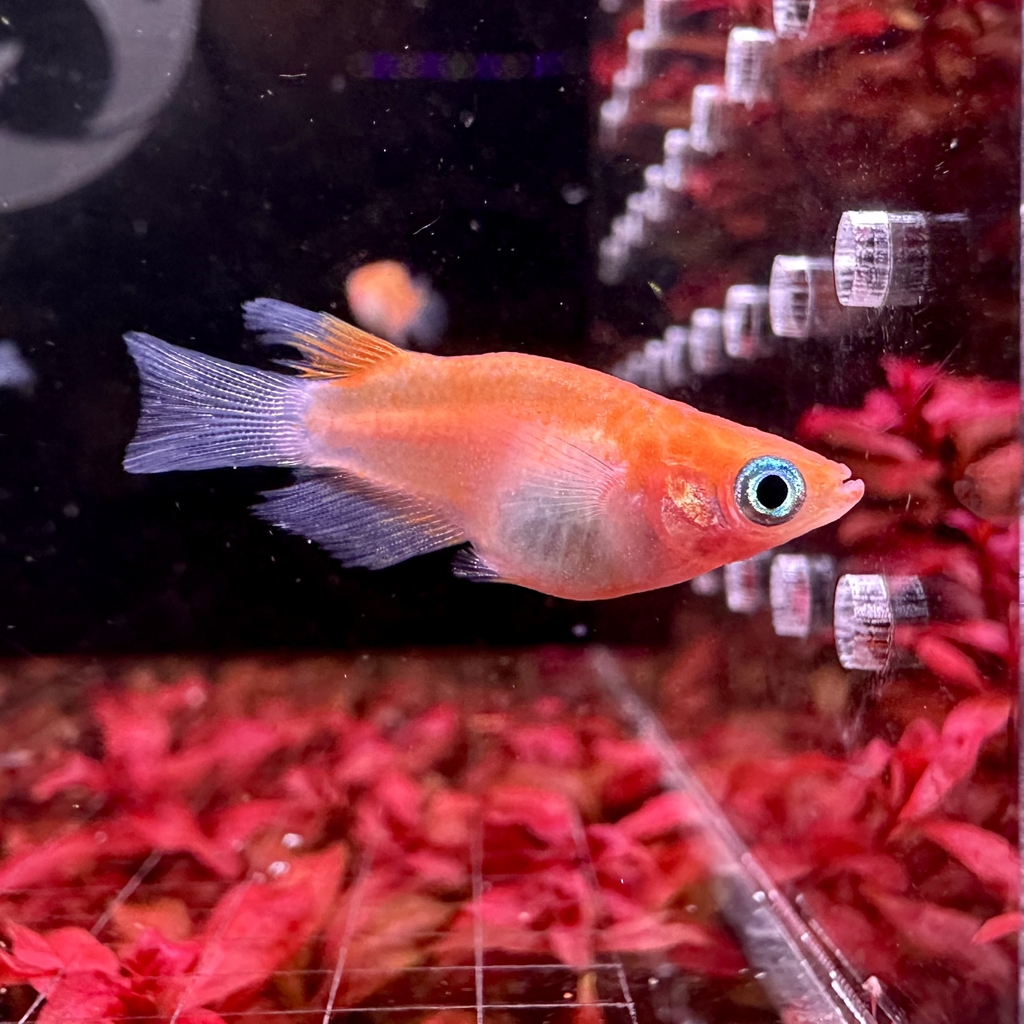 Cá MEDAKA | Thủy Sinh Tím