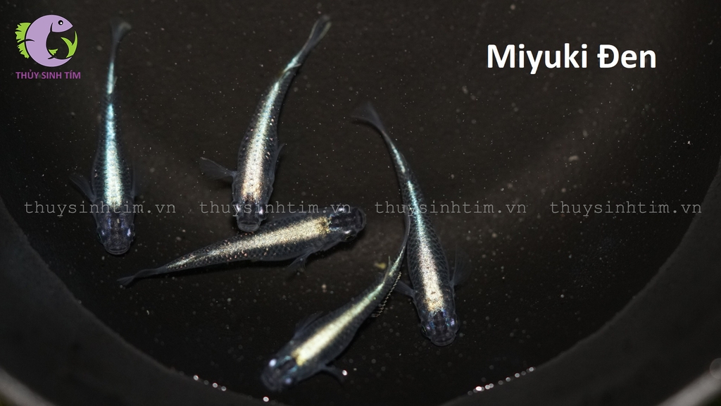 Cá MEDAKA | Thủy Sinh Tím