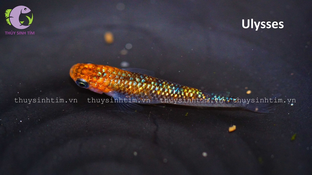 Cá MEDAKA | Thủy Sinh Tím