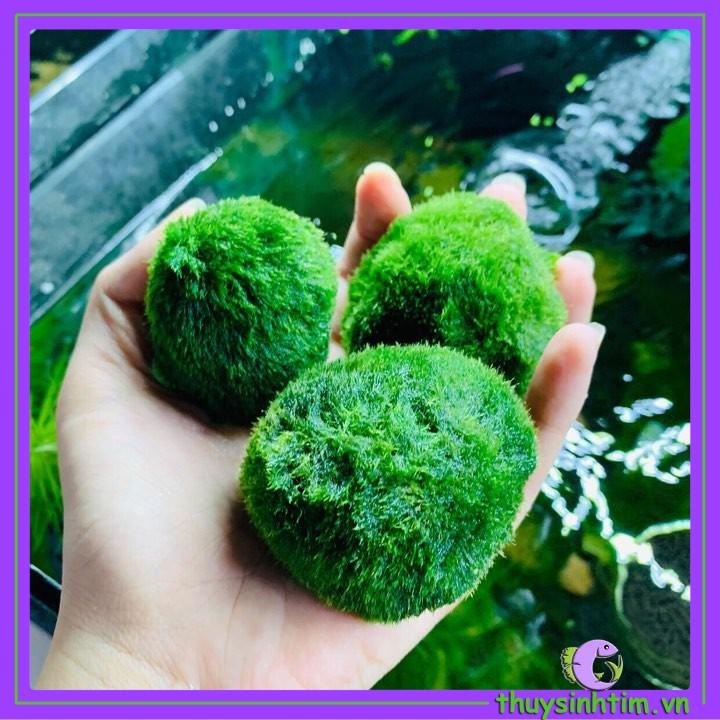 Moss Ball To | Thủy Sinh Tím
