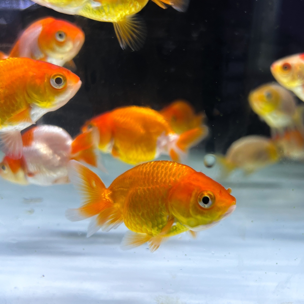 Cá Ranchu | Thủy Sinh Tím