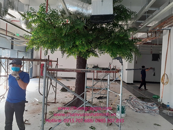 Cây si xanh cổ thụ tại siêu thị Bibo mark Vĩnh Tuy - Hà Nội Tường cây ...