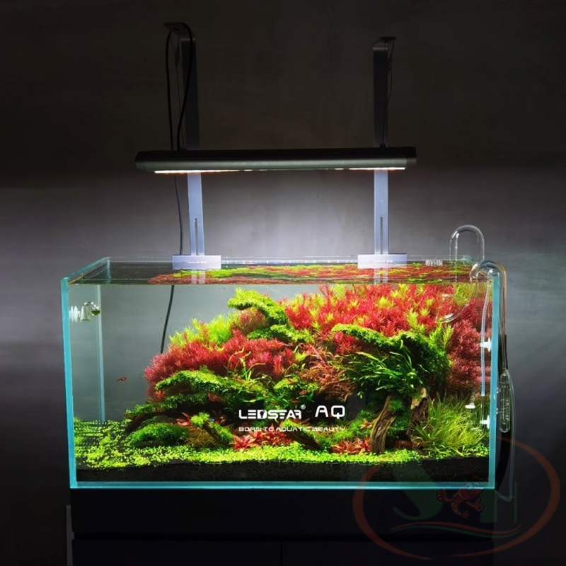 Đèn led LedStar AQ WRGB X series X60 quang phổ thủy sinh - Shrimp Home