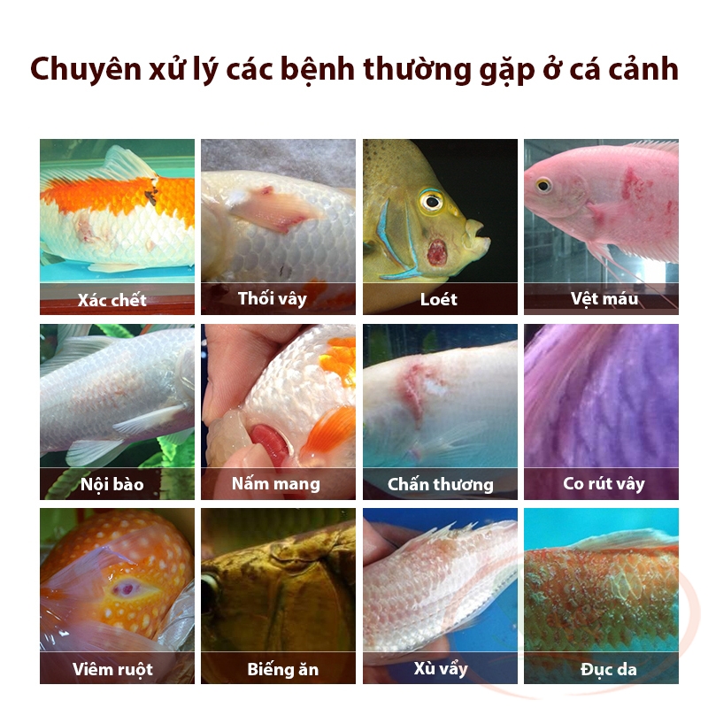Thuốc trị bệnh Biozym Bacterial Control trị nấm khuẩn - Shrimp Home