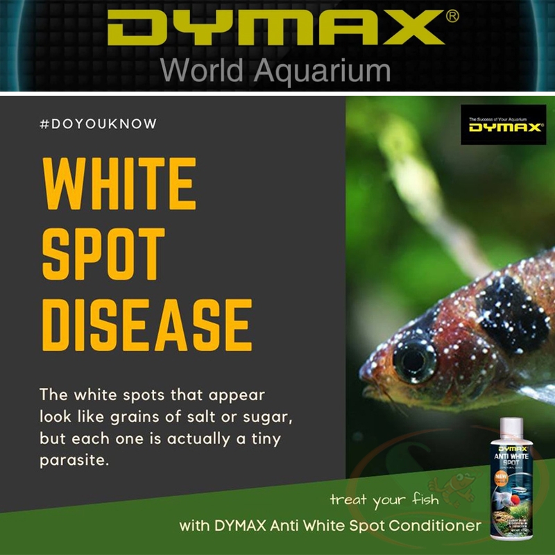 Trị đốm trắng Dymax Anti White Spot xử lý nấm bể cá - Shrimp Home