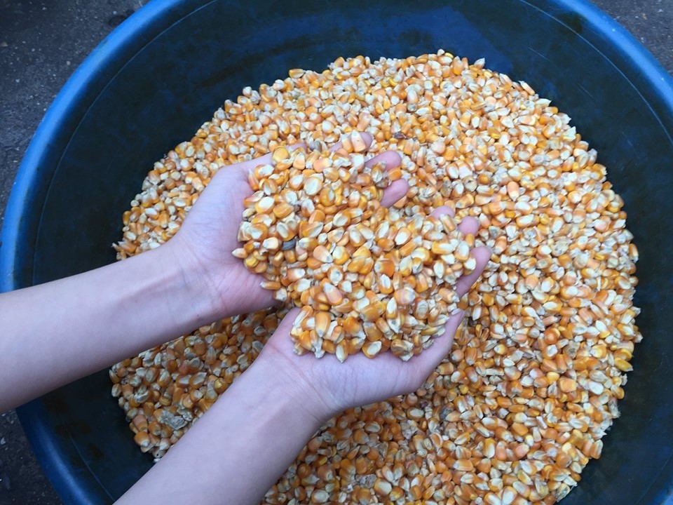 MÁY TẼ NGÔ - Cơ Khí Đức Thành