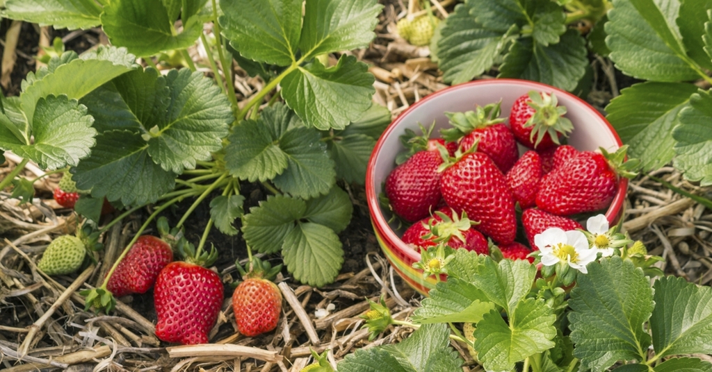 Hướng dẫn phân biệt dâu trung quốc và dâu đà lạt như thế nào?