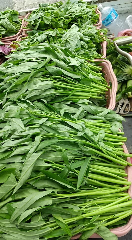 RAU MUỐNG LÁ TRE - WATER CONVOLVULUS (MORNING GLORY) King Agro