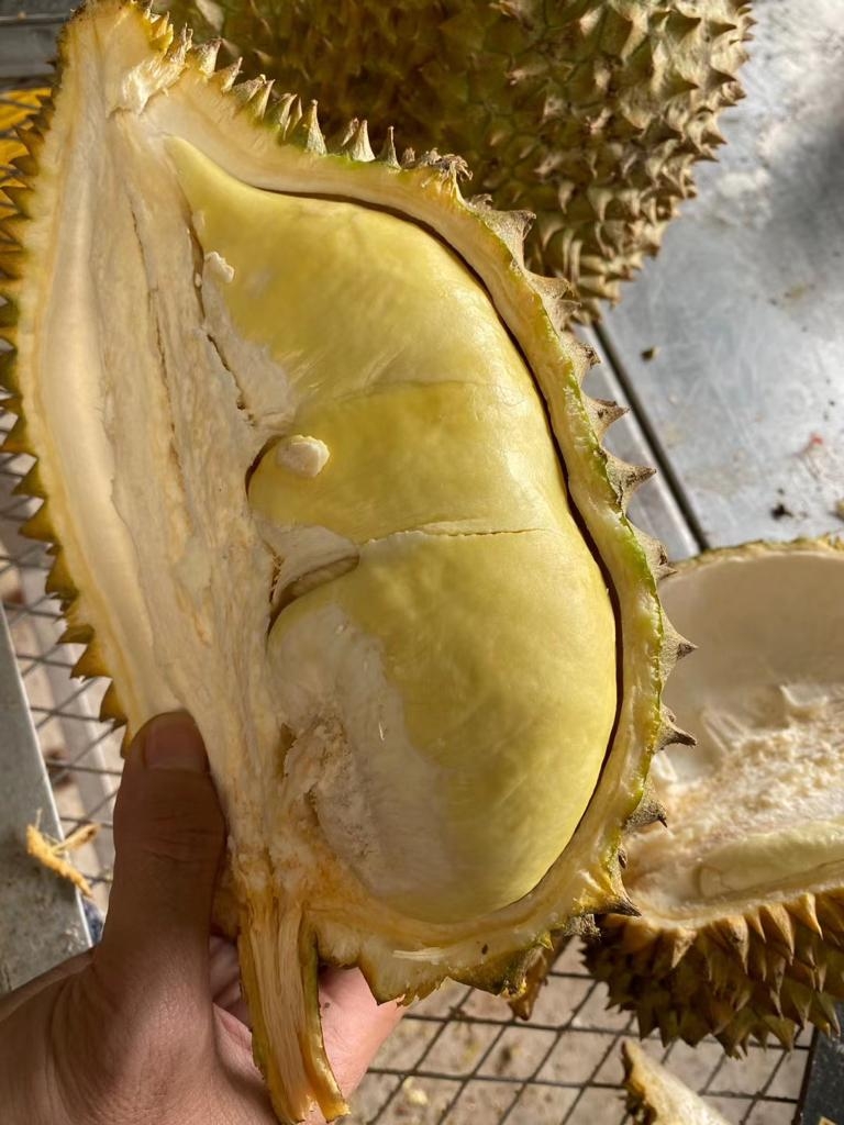 DURIAN (KAOYAN/ RI6) - QUẢ SẦU RIÊNG RI 6 King Agro