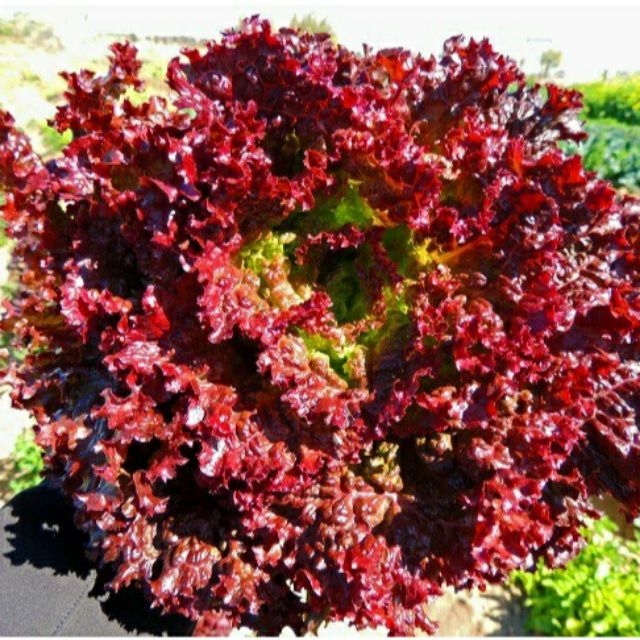 XÀ LÁCH TÍM LOLLO ROSSA - LETTUCE RED LOLLO ROSSA King Agro