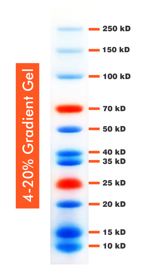10-250kDa Wide Range Blue-Red Two Color Protein Ladder, Prestained ...