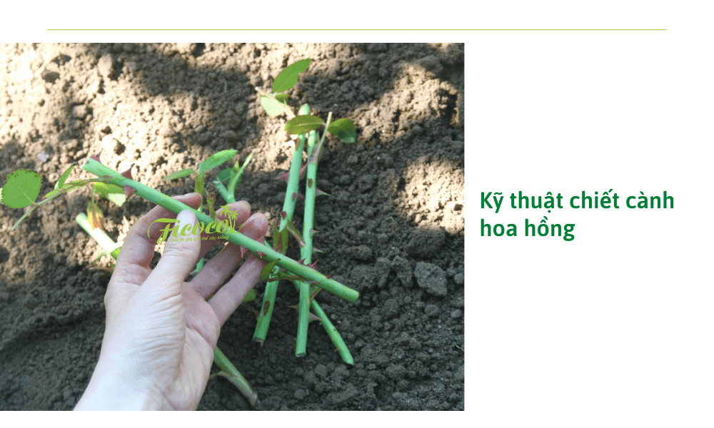Hướng dẫn cách chiết hoa hồng rất đơn giản không phải ai cũng biết