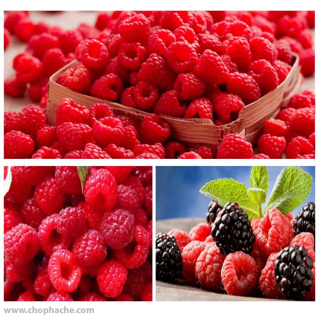 Siro DingFong Phúc Bồn Tử | Làm đá bào thơm ngon | Mua ngay