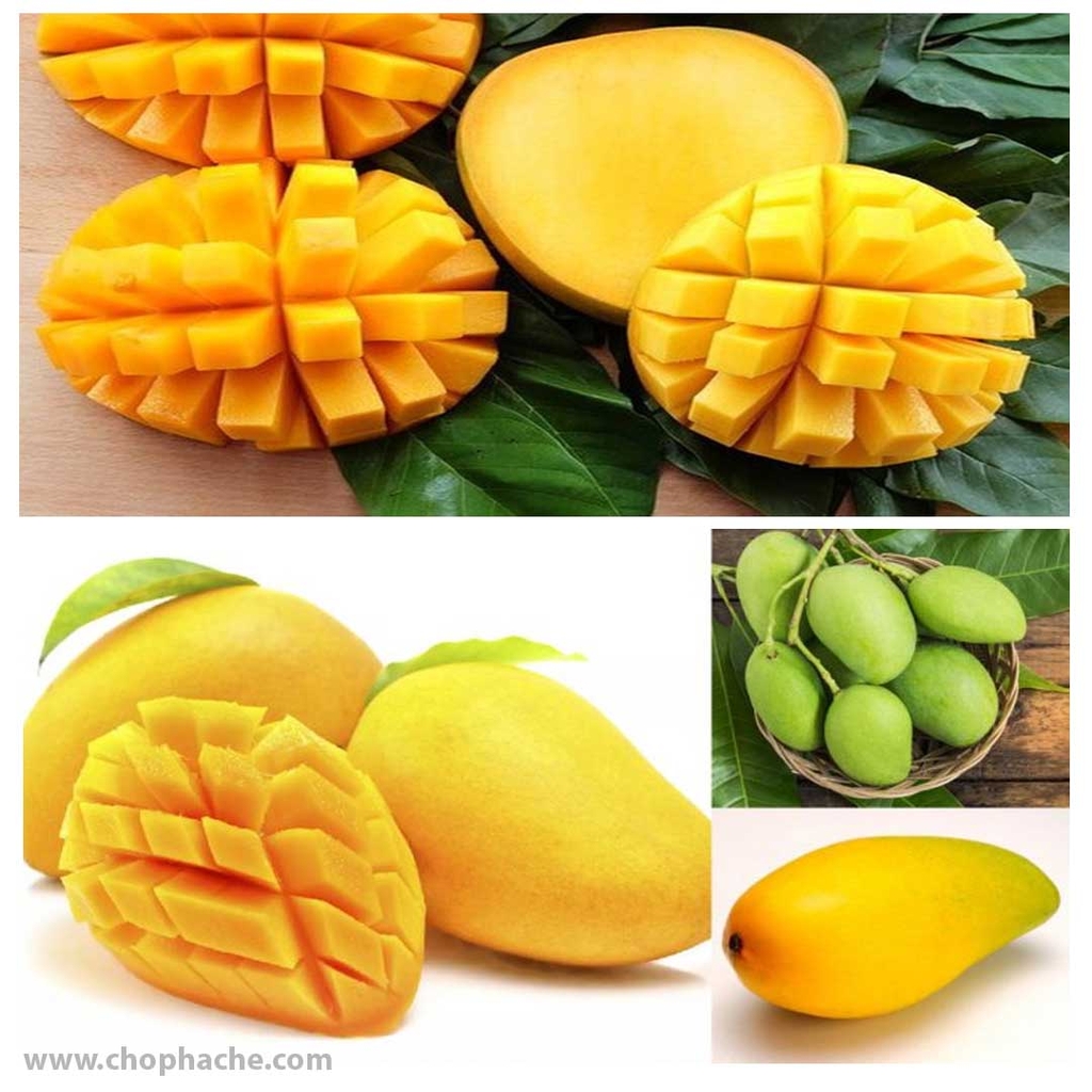 Siro DingFong Xoài | Làm Siro đá bào hương Xoài thơm ngon