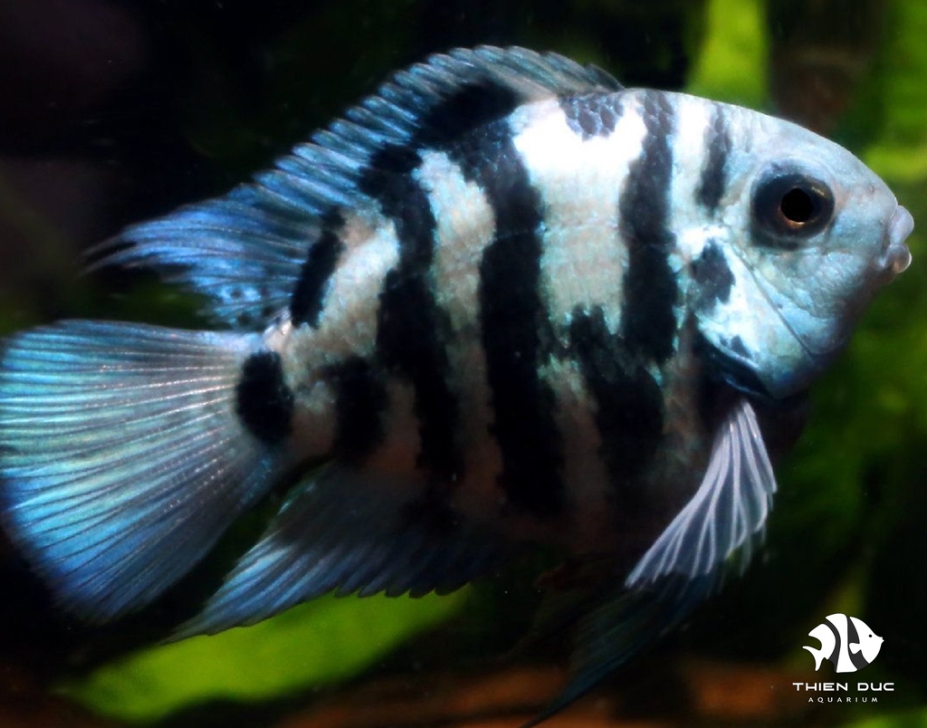 Hồng Két Xanh Tiger - Blue Tiger Parrot | Cá Cảnh Thiên Đức