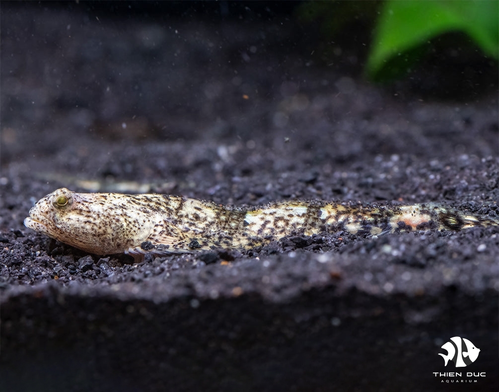 Bống Rồng Indo - Indo Dragon Micro Goby- Cá cảnh Thiên Đức | Shop cá ...