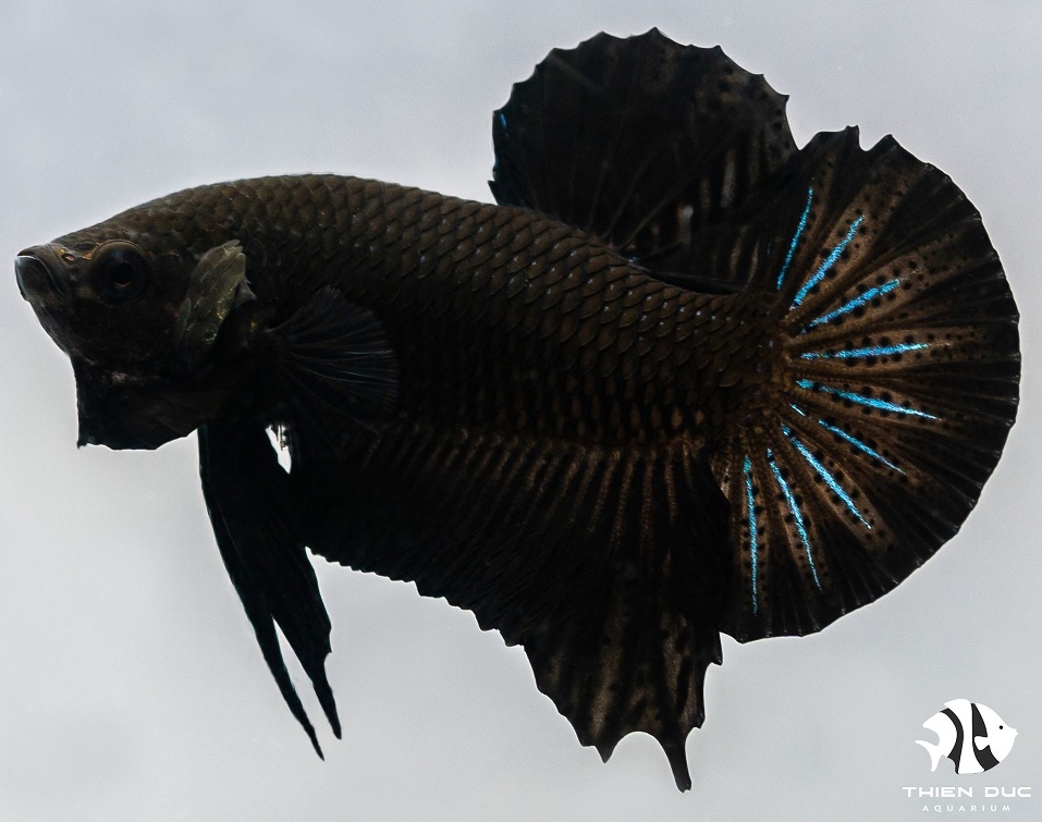 Cá Betta Super Black | Cá Cảnh Thiên Đức