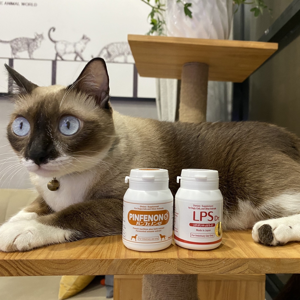 LPS Dr Super Meowy Pet Shop