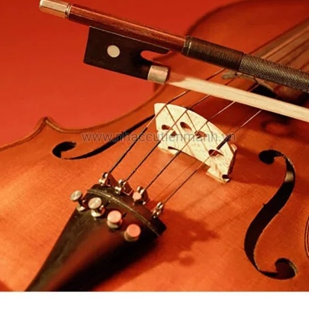 Ngựa Đàn Violin Thường