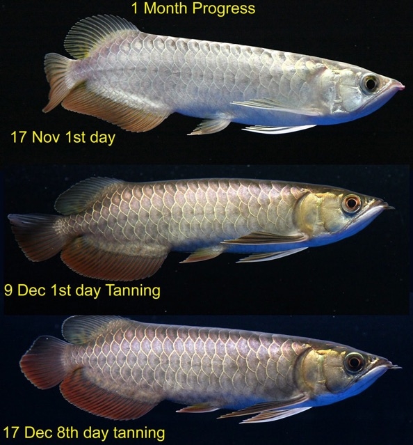 Đèn LED Aqua Nice (85cm) X2 Tanning Pro Light Cho Hồ Cá - Hàng Công Ty ...