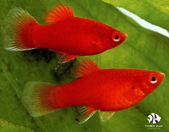 Red Molly Fish